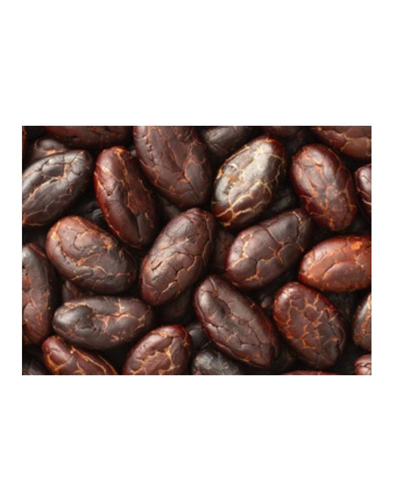 Madagascar Roasted Cacao Beans – Premium Quality
