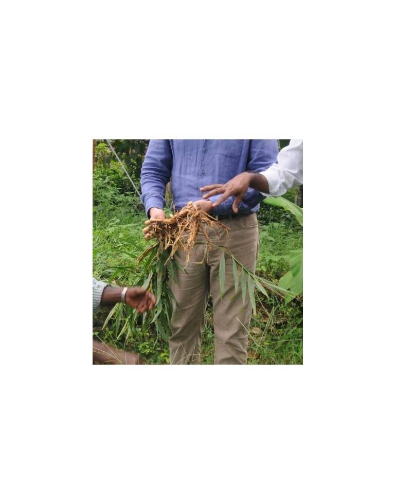 Ginger chips from Madagascar